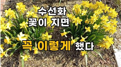 수선화 수십배로 늘리려면 수선화 꽃이 지고 나면 꼭 이렇게 해 준다 미니 수선화 구근키우기 수선화 식물 가꾸기 해