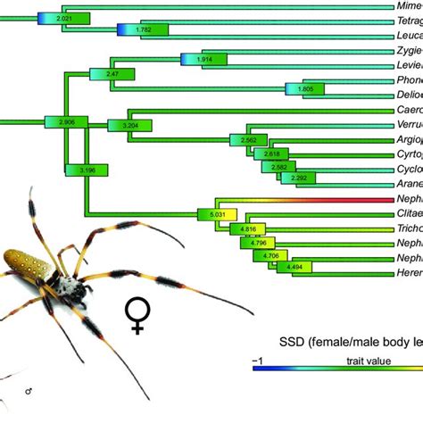 The Evolution Of Ssd As Simple Female To Male Body Size Ratio On A