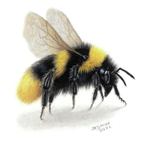 Bee Drawing Colored Pencil