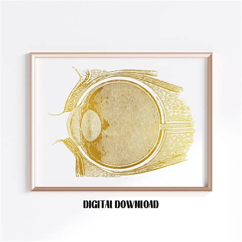 Eye Anatomy Human Eye Optometrist Optician Poster Medical Art Etsy