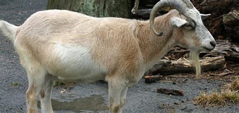 Pygmy Goat Spiritual Meaning Symbolism And Totem 2026