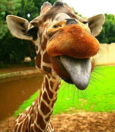 მოულოდნელ და სასაცილო მომენტებში გადაღებული ცხოველების სურათები რომლებიც ნებისმიერს კარგ