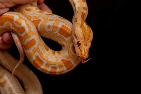 Premium Photo Gold Python Reticulated Python Python Reticulatus