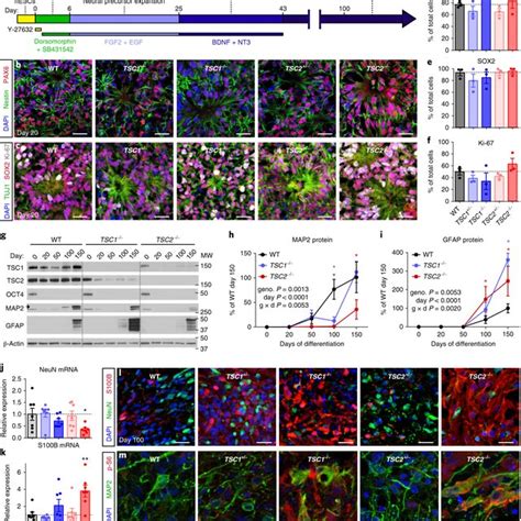 Conditional Inactivation Of Tsc2 Models A Second Hit Mutation A Download Scientific Diagram