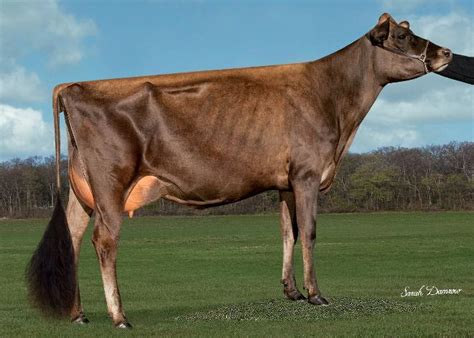 Camelot Cattle Company Jersey Cows