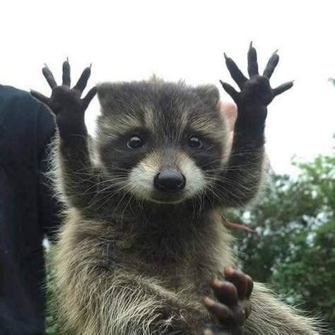 Raccoon Pfp