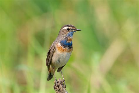 One Birders Journey To His 700th Species In North America Birdwatching