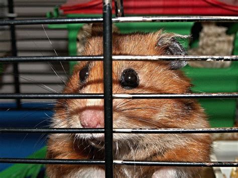 Why Does My Hamster Bite Its Cage Causes And Prevention