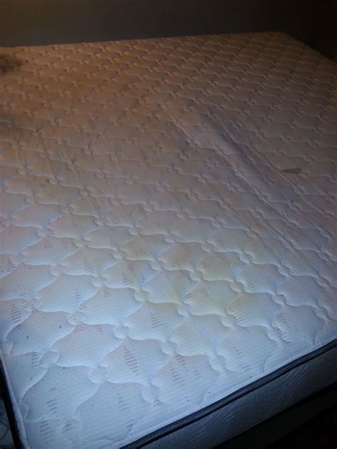 Mattress Bed Bugs Pics