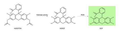 A Simple Microplate Assay For Reactive Oxygen Species Generation And