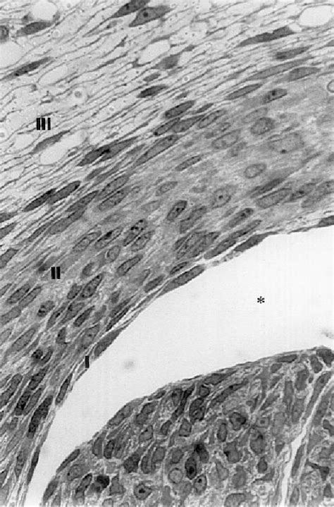 Synovial Tendon Sheath Structure Semantic Scholar