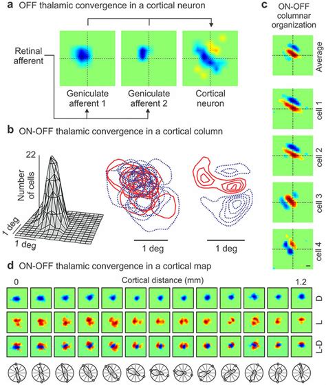 Geniculocortical Convergence In Visual Cortex Download Scientific