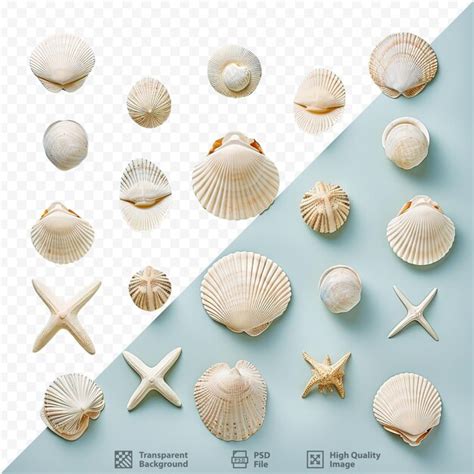 Premium PSD Transparent Background With Shells