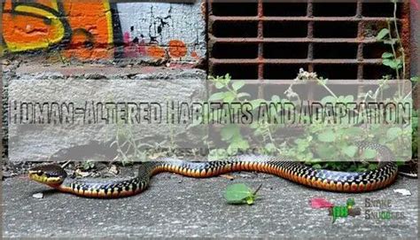 King Snake Habitat Map Complete Guide To Range And Distribution