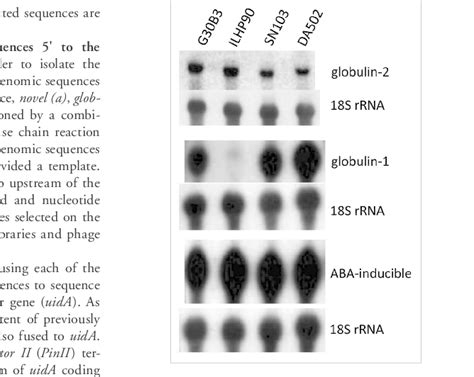 Rna Hybridization Analysis Of Selected Highly Expressed Sequences Download Scientific Diagram