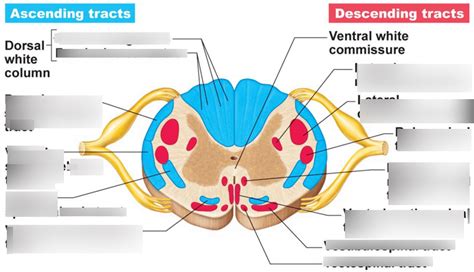 A P Lab Final Review The Spinal Cord Spinal Nerves Diagram Quizlet