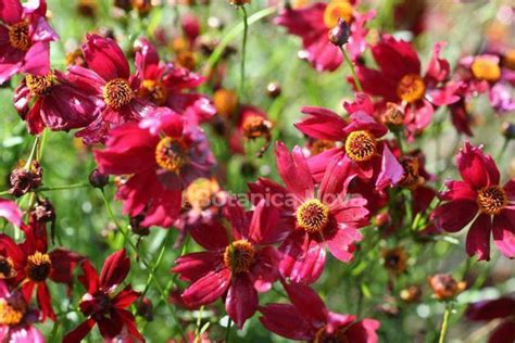 Coreopsis Ruby Red