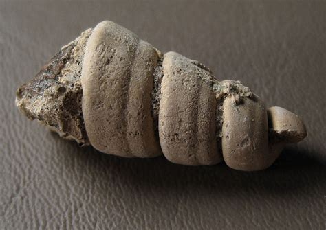 Gastropod Archives Cochise College Geology