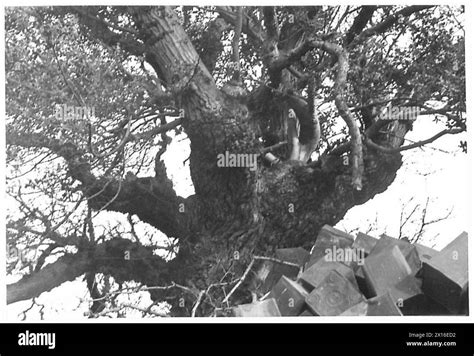 Special Assignment For 79th Armoured Division Views Of A Tree With