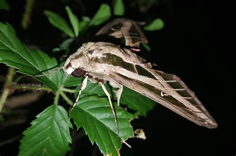 2 000 Free Sphinx Moth And Moth Images Pixabay