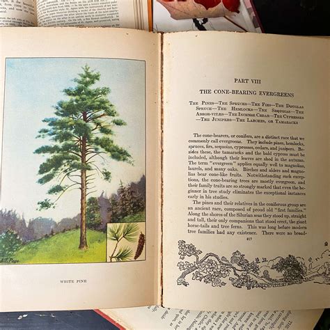 Evergreen Tree Identification Guide Guide To Uk Trees Photos And