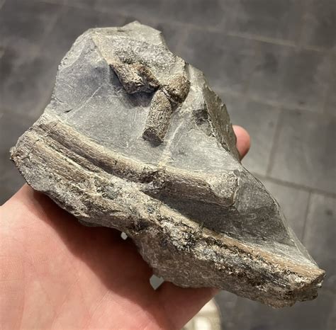 Bones In Septarian Nodule From Whitby Fossil ID The Fossil Forum