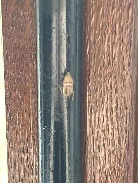 These Roach Looking Insects I Keep Finding At My Place Rwhatisthisbug