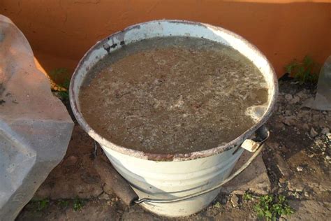 ნივრის პირველი დახმარება როდის და რა სასუქი უნდა შევიტანოთ