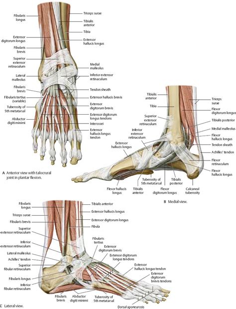 Pin By Mandy On Human Body Foot Anatomy Ankle Anatomy Anatomy