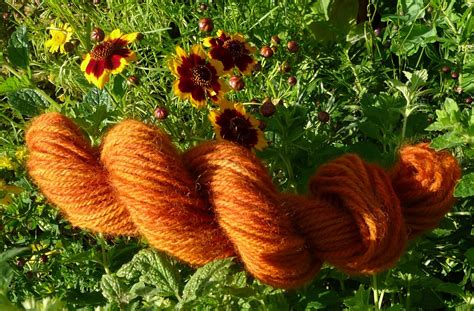 Wool Tribulations Of Hand Spinning And Herbal Dyeing Making Coreopsis Dye From The Plant To