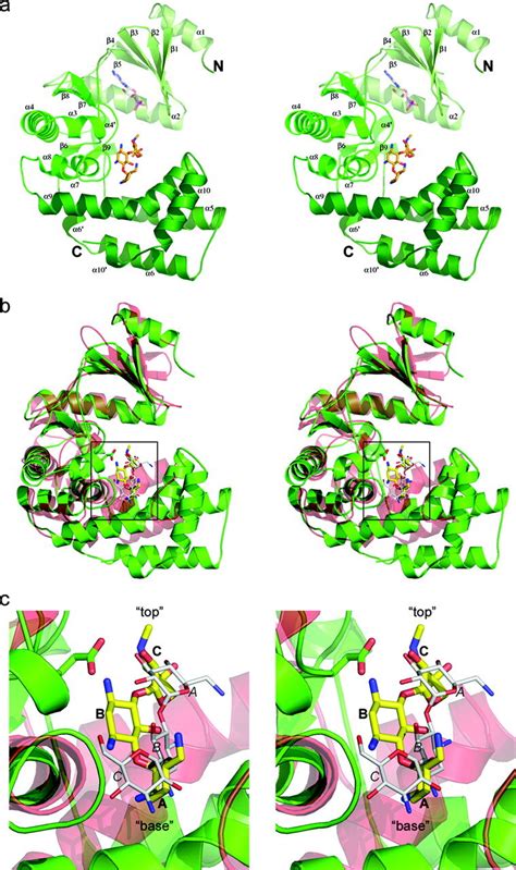 Crystal Structure Of Aph 2′′ Iia A Stereo View Of The Aph 2′′ Iia