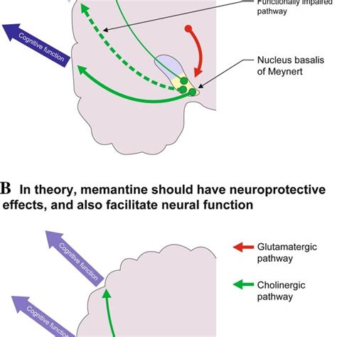 Links Between The Glutamatergic And Cholinergic Pathways Download