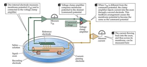 Voltage Clamps Flashcards Quizlet