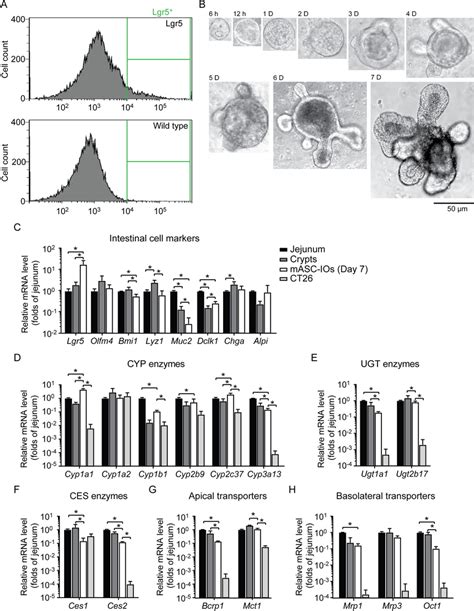 Isolation And Characterization Of Mouse Adult Stem Cell Derived Download Scientific Diagram