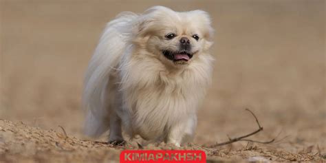 نژاد سگ همراه؛ همدل و زیبا شرکت کیمیا پخش فام