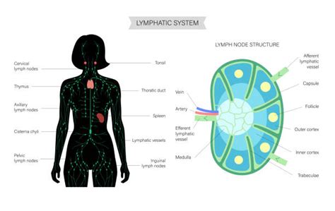 6500 Lymphatic System Stock Illustrations Royalty Free Vector