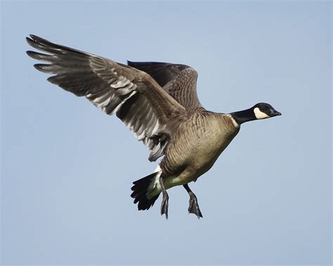 Beat The Heat And Spot Majestic Wildlife At Nestucca Bay Wildlife