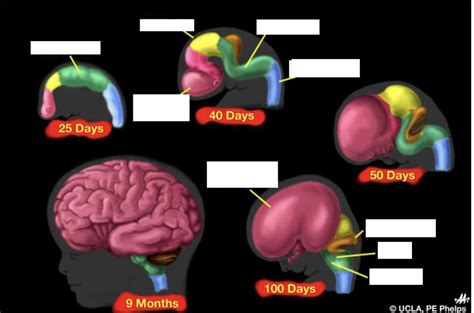 Cns Development Diagram Quizlet