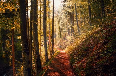 Green Trees Forest HD Wallpaper Wallpaper Flare