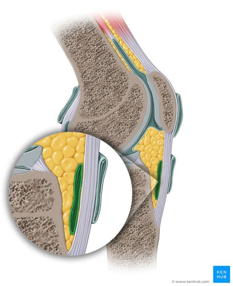 Bursa Anatomy Structure And Function Kenhub