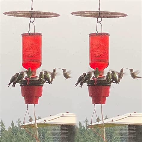 Hummingbird Feeder Heater Victoria Bc At Jennifer Dermody Blog
