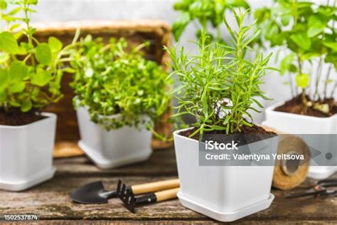 신선한 향기로운 허브가 담긴 화분 밝은 배경에 화분에서 자라는 모듬 신선한 허브 클로즈업 로즈마리 바질 민트 백리향 오레가노 냄비에 신선한 향기로운 허브를 섞었습니다 매운