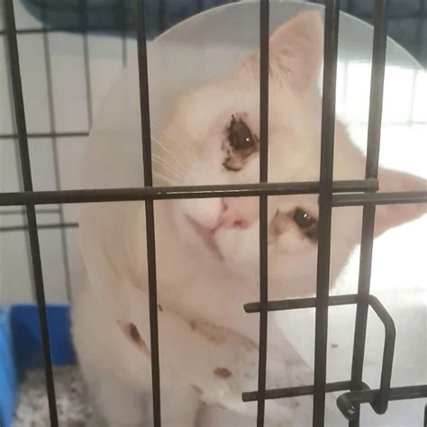 ‼️ Foster Carer Needed ‼️ She Is 8 Give A Kitty A Home Facebook