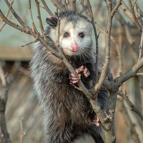 Crazy Possum Facts
