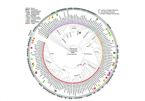 Species Tree Cladogram The Inner Circle Encodes Taxonomic Groups The