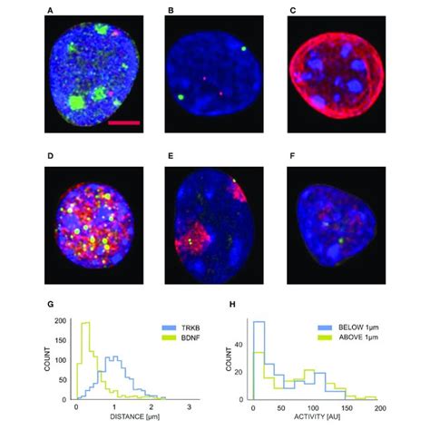 Examples Of Segmented Neuronal Nuclei With Different Intraneuronal Download Scientific