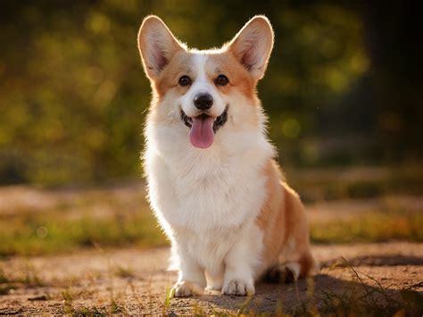 What S The Price Of A Pembroke Welsh Corgi In Spot
