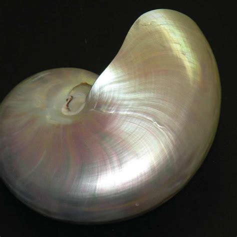 Pdf Structural Colors Cosmetics And Fabrics