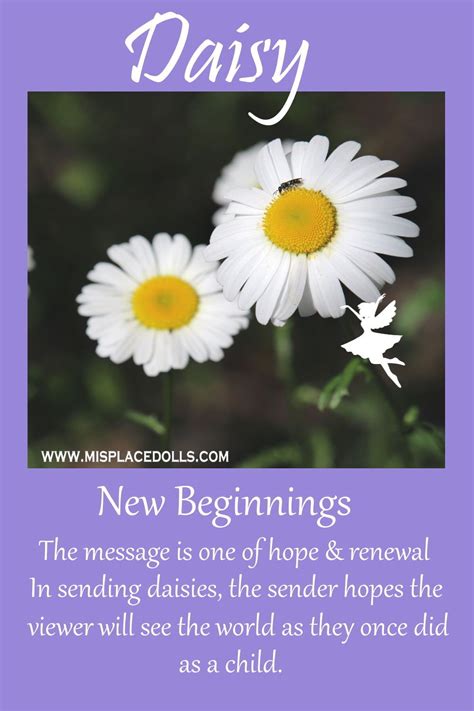 Daisy Flower Meaning And Symbolism Artofit