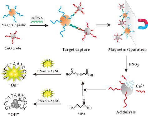 Schematic Illustration Of Method For Specific Mirna Detection Based On